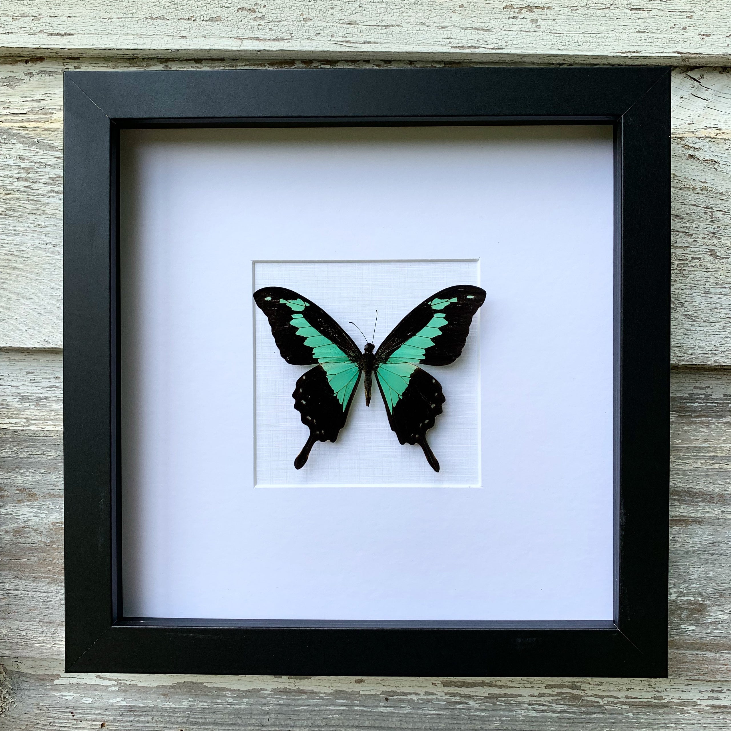 Green-Banded Swallowtail Butterfly | Wing&Marrow Curiosities