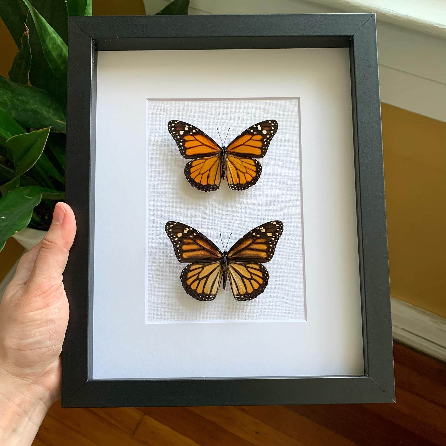 Male & Female Monarch Butterfly Pair | Wing&Marrow Curiosities